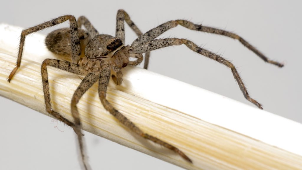 Arachnophobia | Public Health