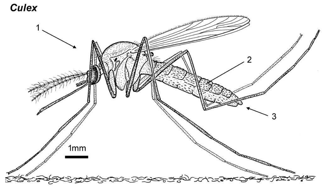 Types Of Mosquitoes – Public Health