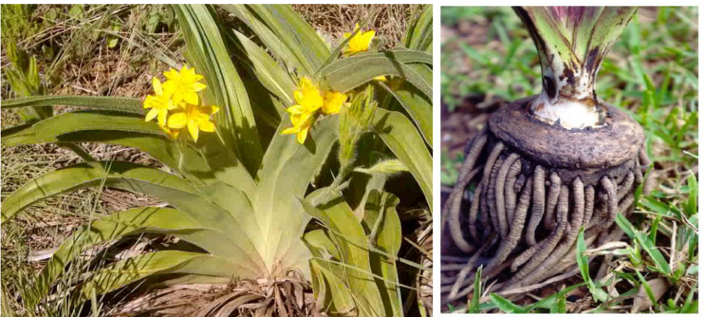 Does African Wild Potatoes (Hypoxis hemerocallidea) Cure HIV? - Public ...