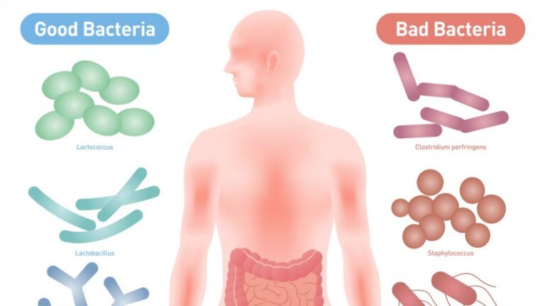 Does Rifaximin (Xifaxan) Kill Good Bacteria? - Public Health