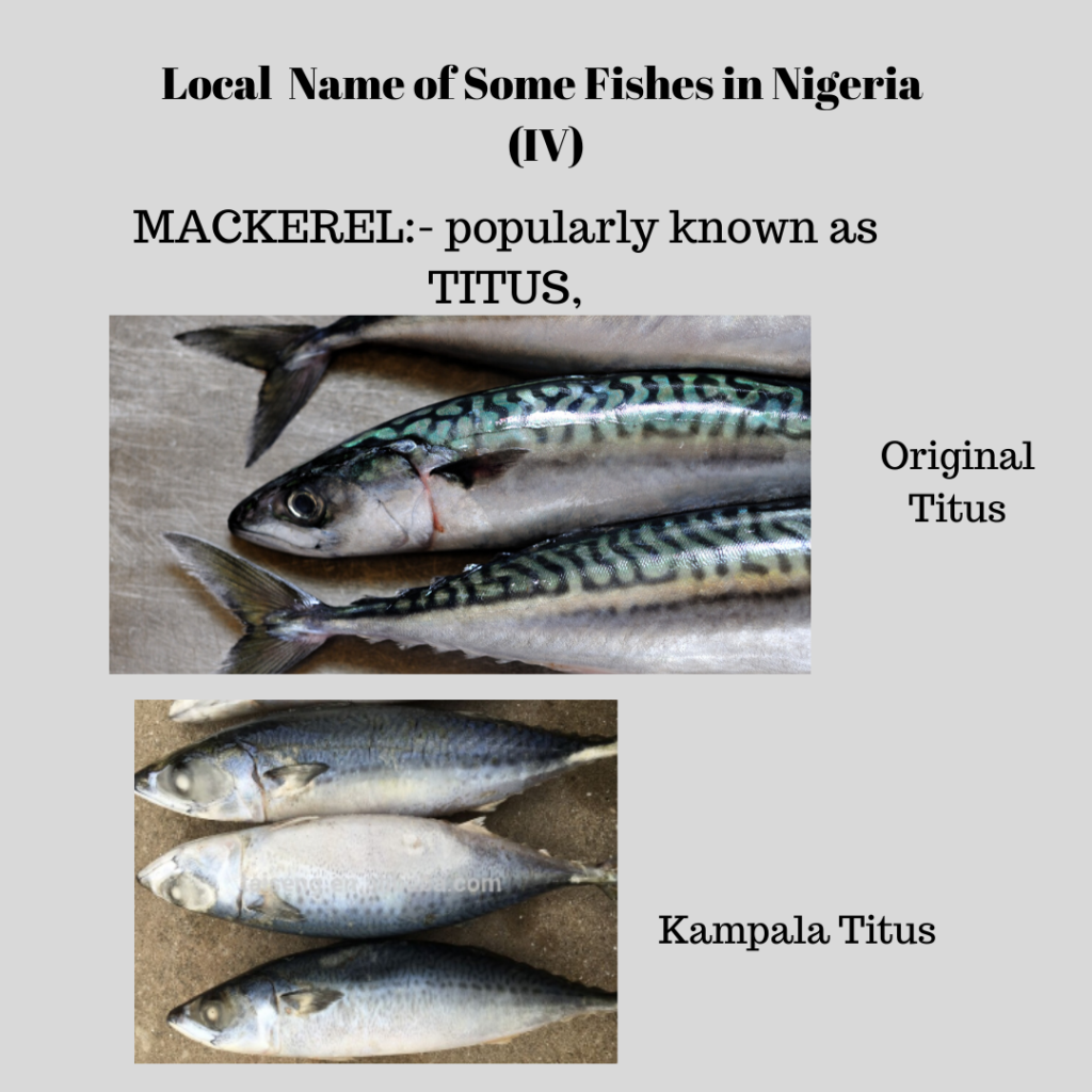How To Identify Fake Titus (Mackerel) Fish - Public Health