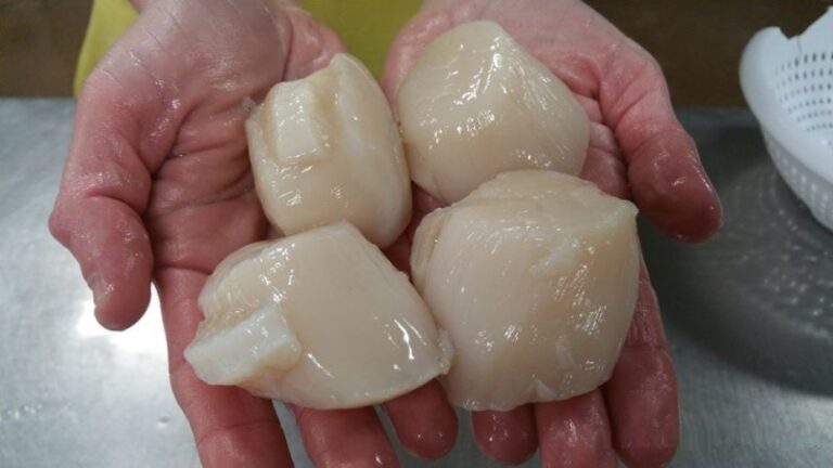 How to Identify Fake Scallops - Public Health
