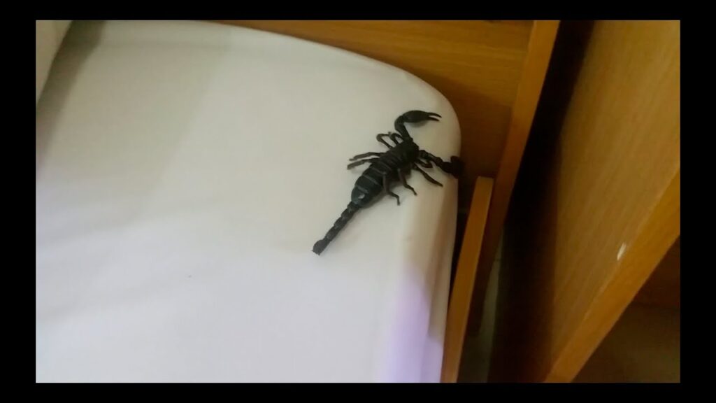 How To Prevent Scorpions From Getting In Your Bed - Public Health