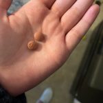 PC16 Pill: Uses, How It Works, Dosage, Side Effects - Public Health