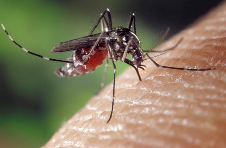 The 10 Most Effective Vector Control Methods - Public Health