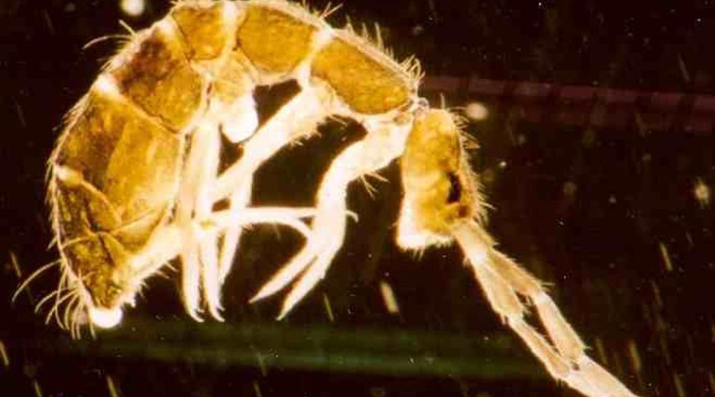 How to Identify and Manage Springtails - Public Health